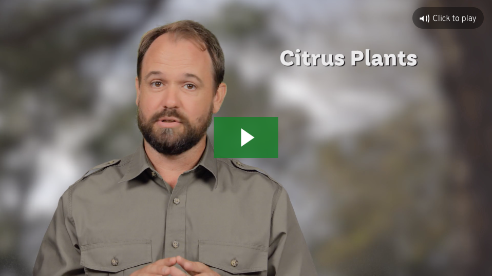 Dany Says: Citrus Plants | HomeShow Garden Pros Radio