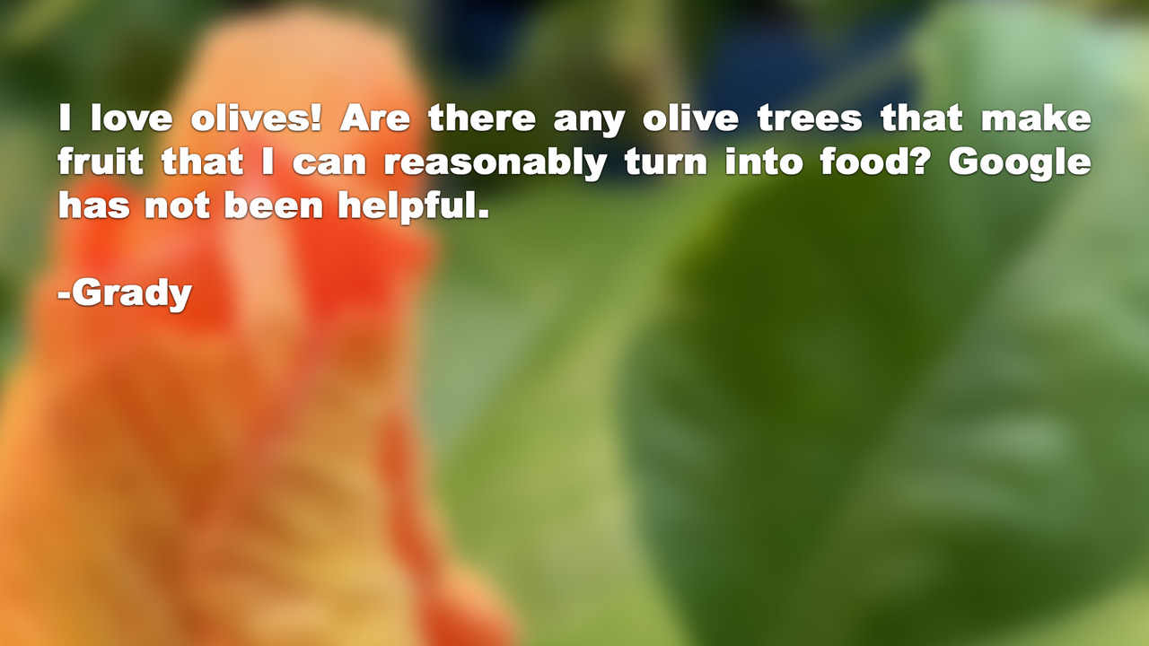 Benefits of Olive Trees | HomeShow Garden Pros Radio