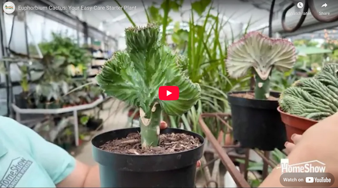 Euphorbium Cactus: Your Easy-Care Starter Plant | HomeShow Garden Pros ...