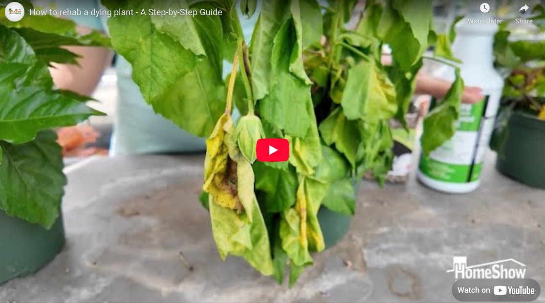 How to rehab a dying plant - A Step-by-Step Guide | HomeShow Garden ...
