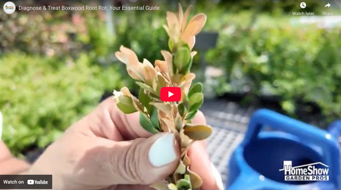 Diagnose & Treat Boxwood Root Rot: Your Essential Guide | HomeShow ...