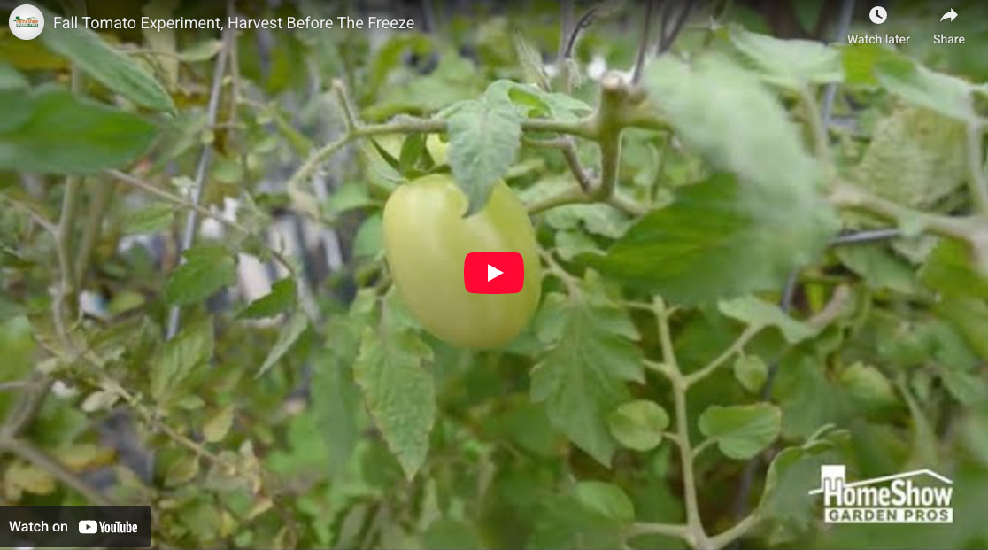 Fall Tomato Experiment, Harvest Before The Freeze | HomeShow Garden ...