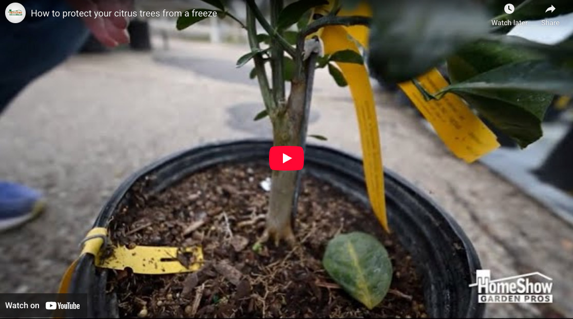 How to protect your citrus trees from a freeze | HomeShow Garden Pros Radio